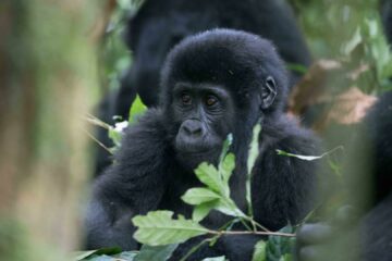 What Language is Spoken in Uganda | Discover Africa