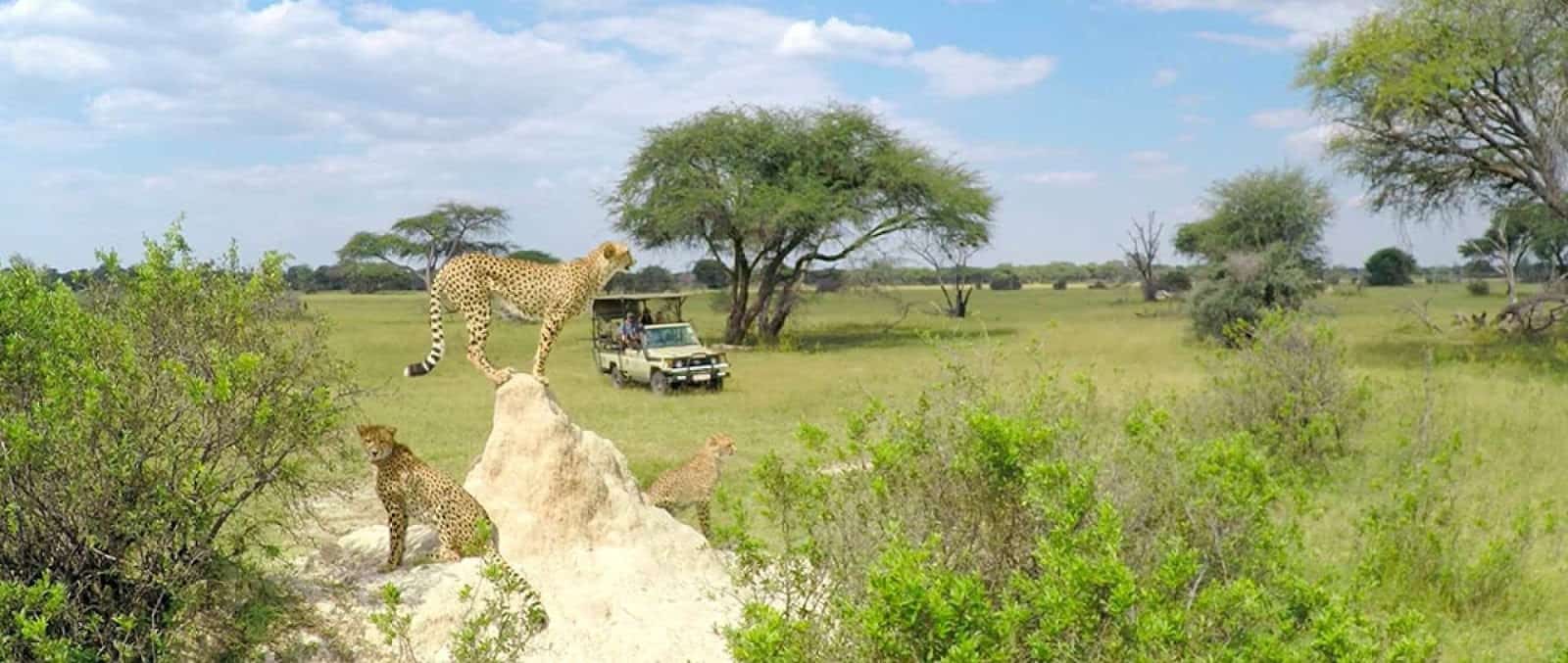 Why Should You Go On Safari During Green Season | Discover Africa Safaris