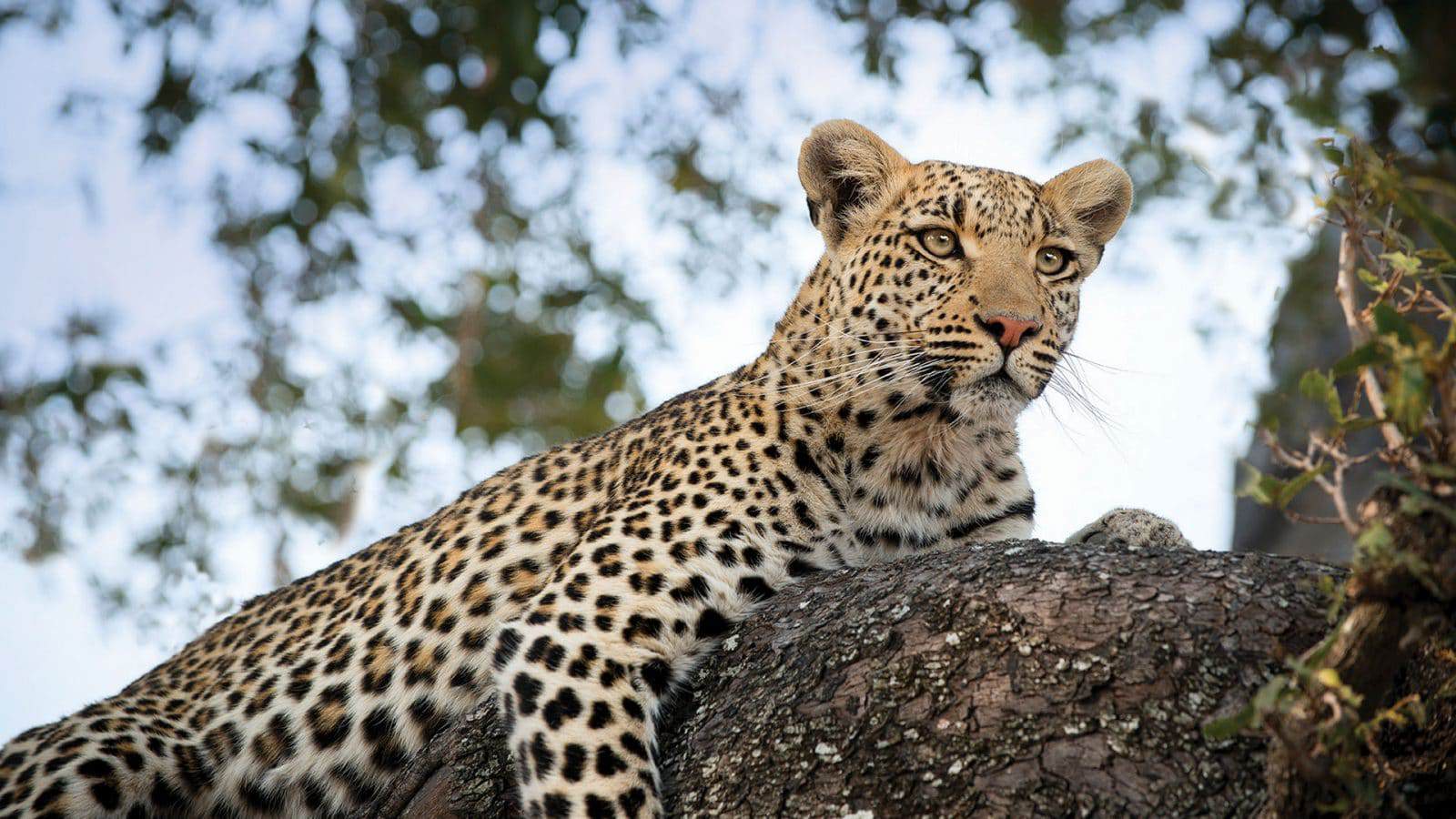 Photographic Tour of Botswana (10 days) | Discover Africa Safaris