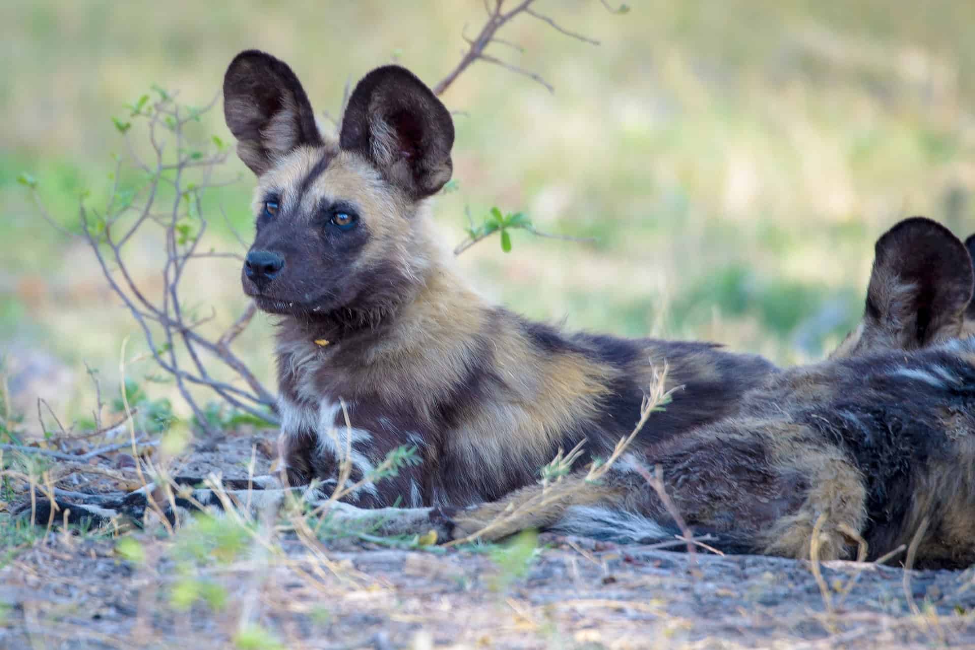 How Do You Train A Wild Dog