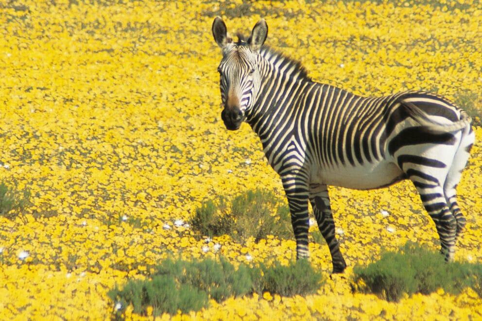Bushmans Kloof Wilderness Reserve Bushmans Kloof Wilderness Reserve ...