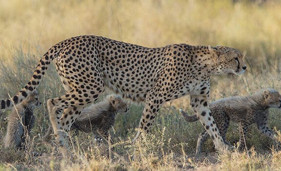 Ehlane Plains Camp Ehlane Plains Camp, Eastern Serengeti, Tanzania ...
