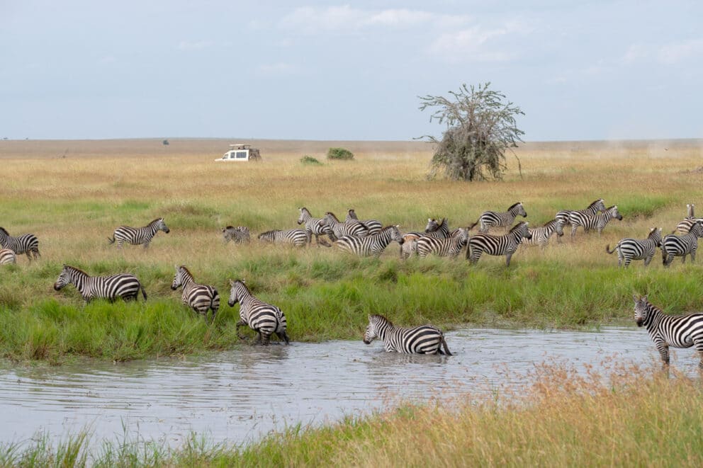 Ehlane Plains Camp Ehlane Plains Camp, Eastern Serengeti, Tanzania ...