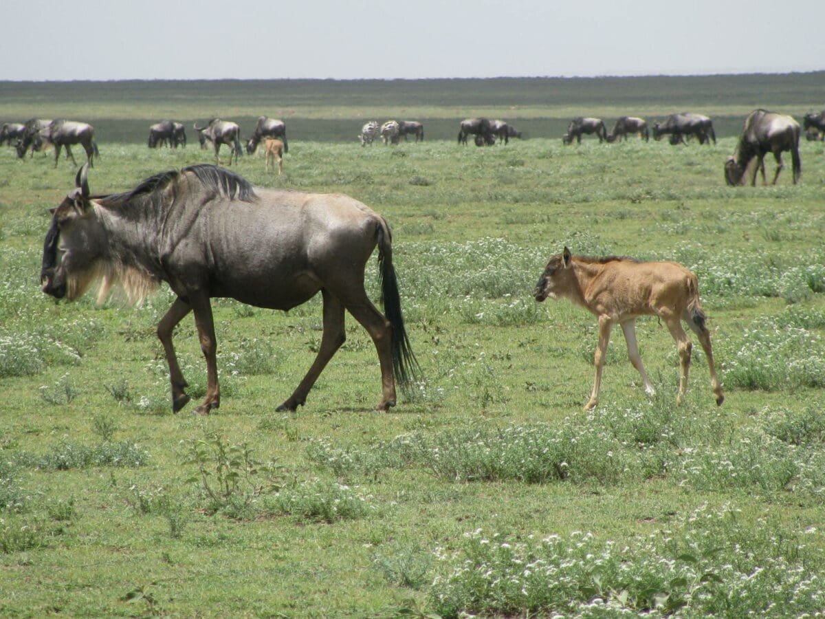 Top 5 Places to Stay for Tanzania’s Great Migration Calving Season ...