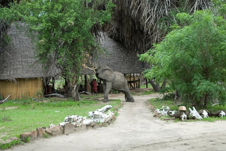 Lake Manze Tented Camp Lake Manze Tented Camp, Selous Game Reserve ...