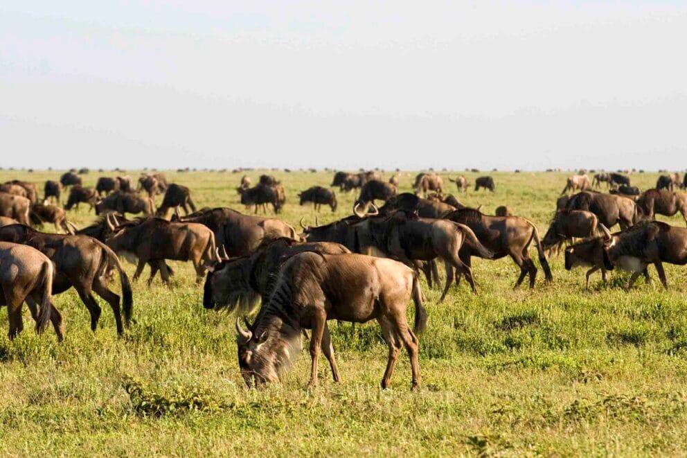 Lake Masek Luxury Tented Camp Lake Masek Luxury Tented Camp, Ndutu ...
