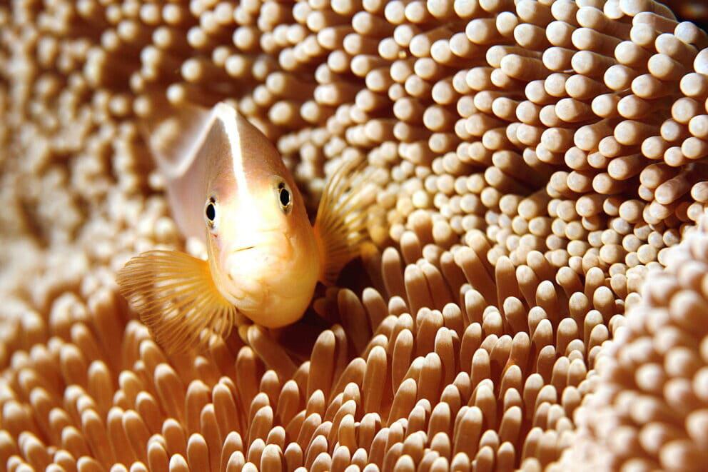 Medjumbe Private Island Medjumbe Private Island, Quirimbas Archipelago ...