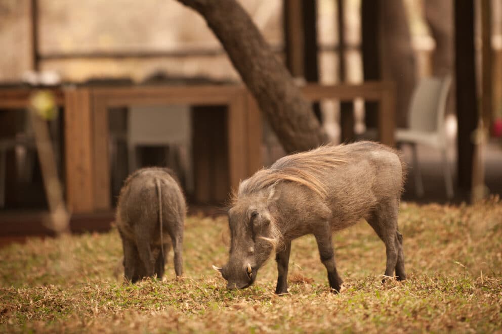 Moditlo River Lodge Moditlo River Lodge, Blue Canyon Conservancy, South ...