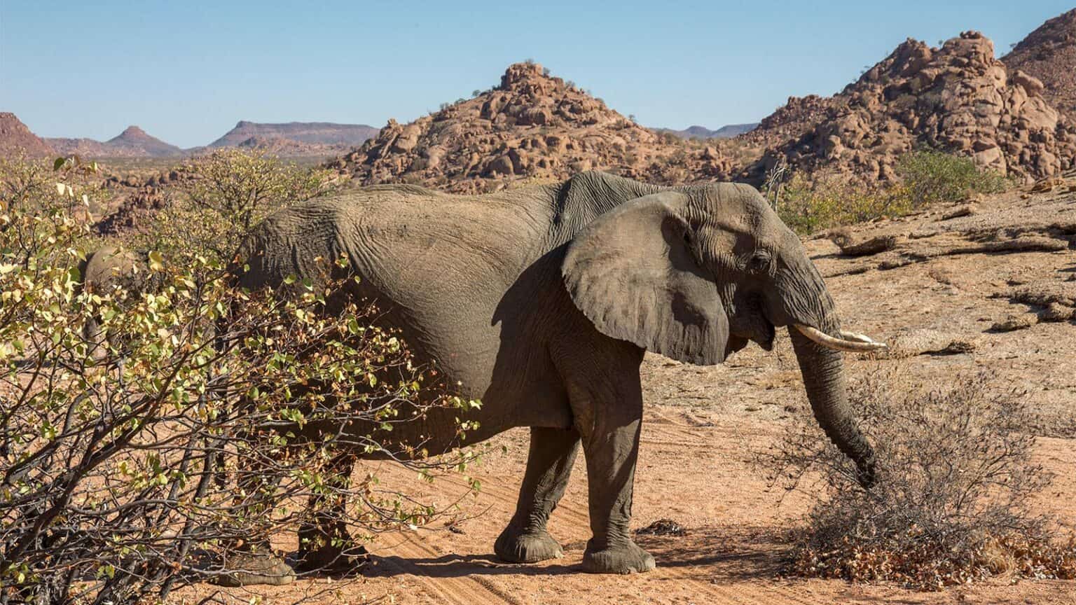 Languages of Namibia | Discover Africa