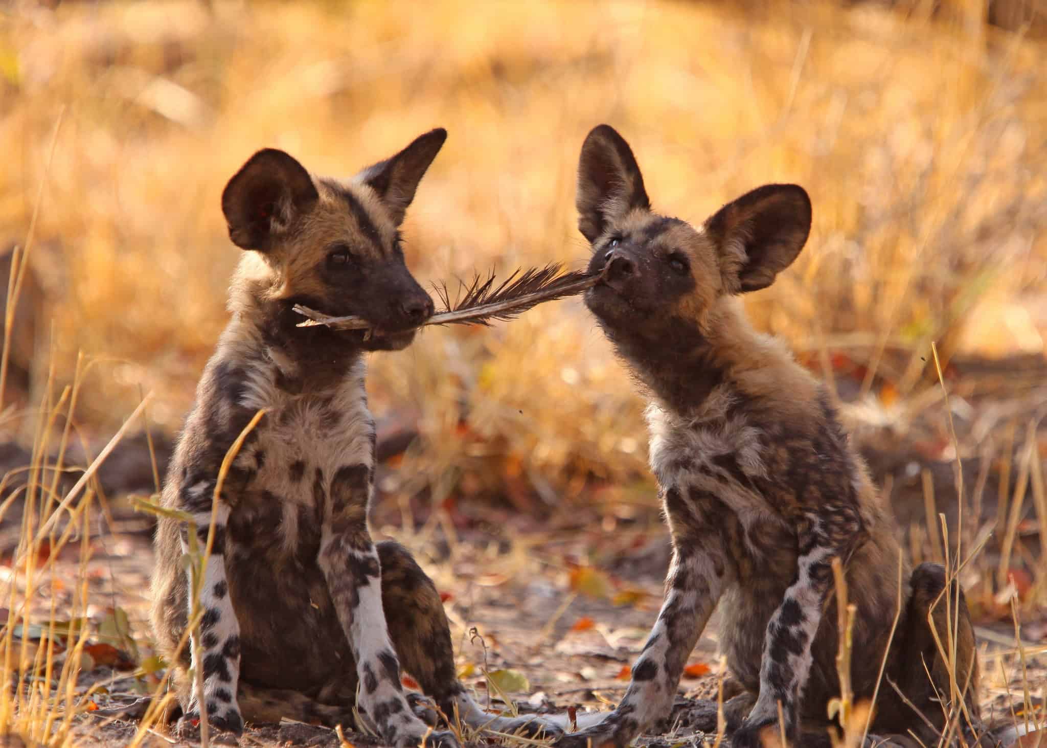 The 11 Most Likely Animals You’ll See in Botswana – Discover Africa