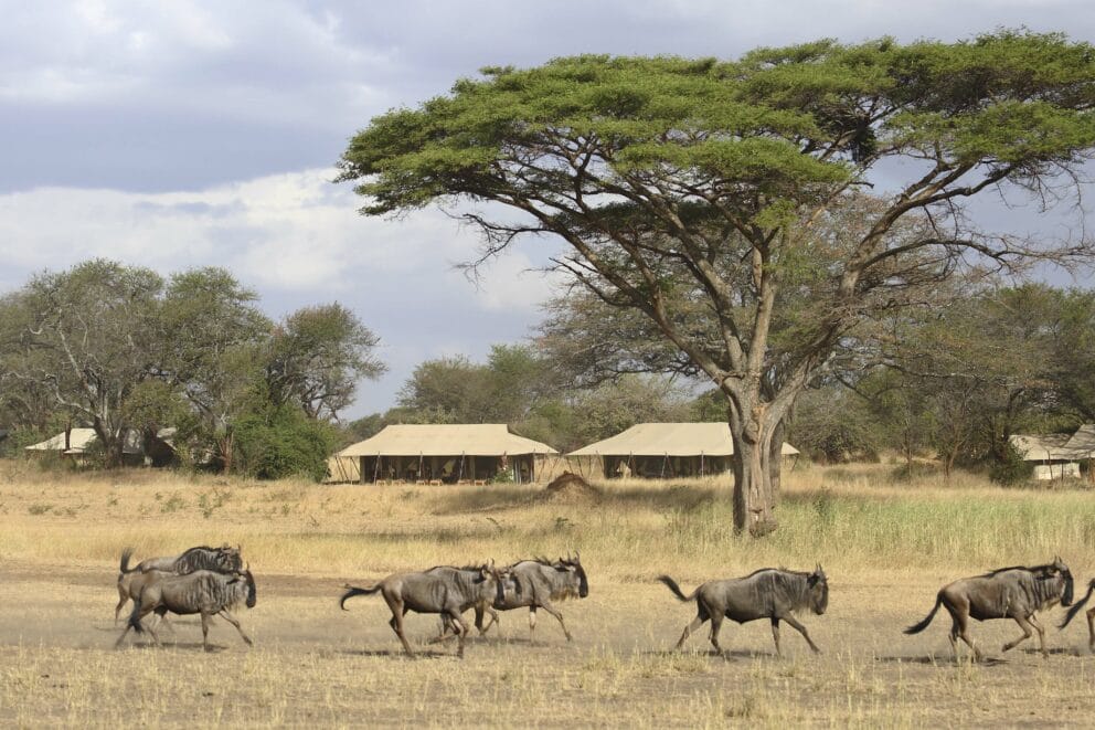 Ubuntu Migration Camp Ubuntu Migration Camp, Serengeti National Park ...