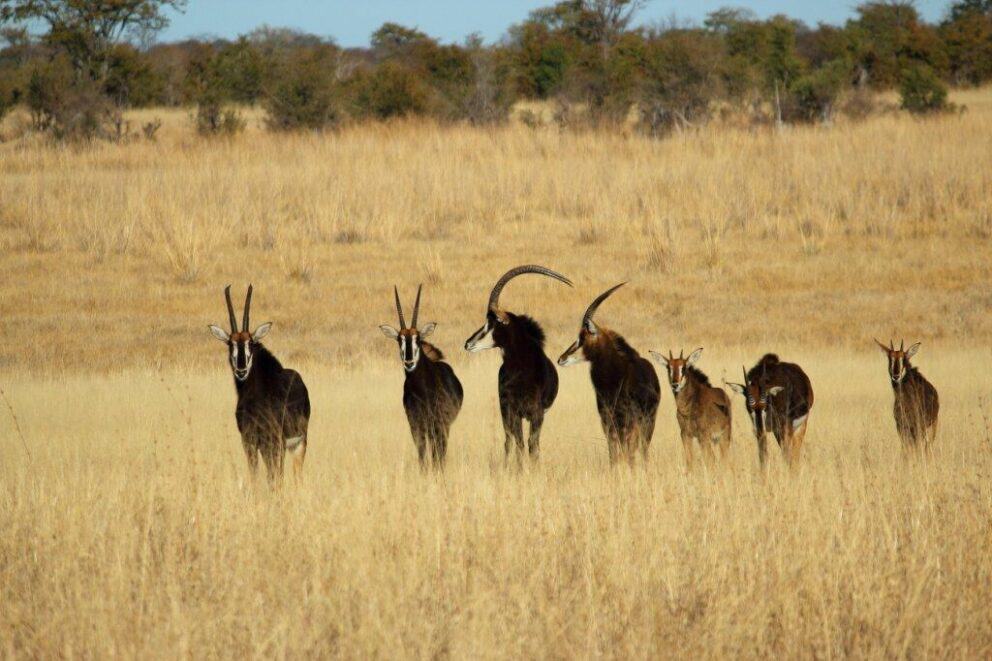 Big Cave Camp Big Cave Camp, Matopos, Zimbabwe | Discover Africa Safaris