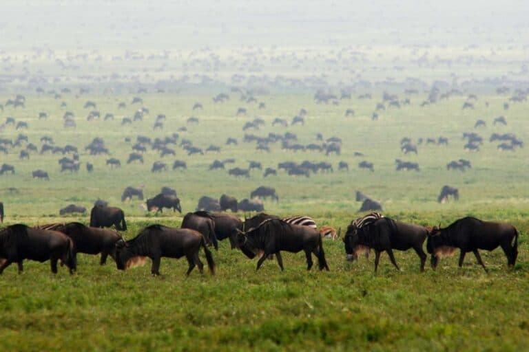 Great Migration Map - Wildebeest Migration with Discover Africa
