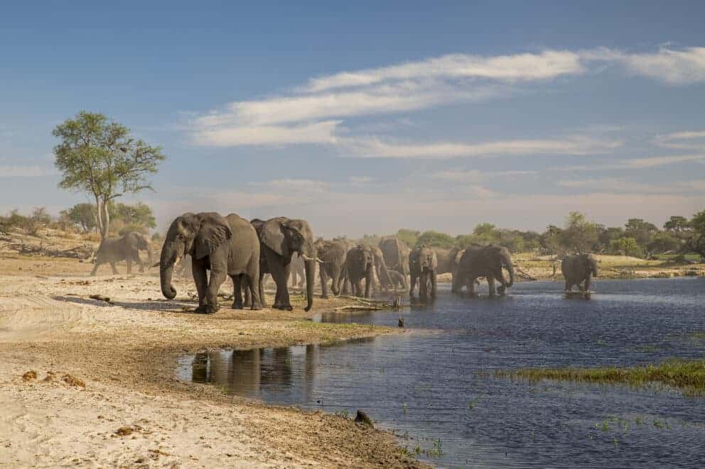 Botswana Safaris & Tours | Top Rated Safari Tour Operator