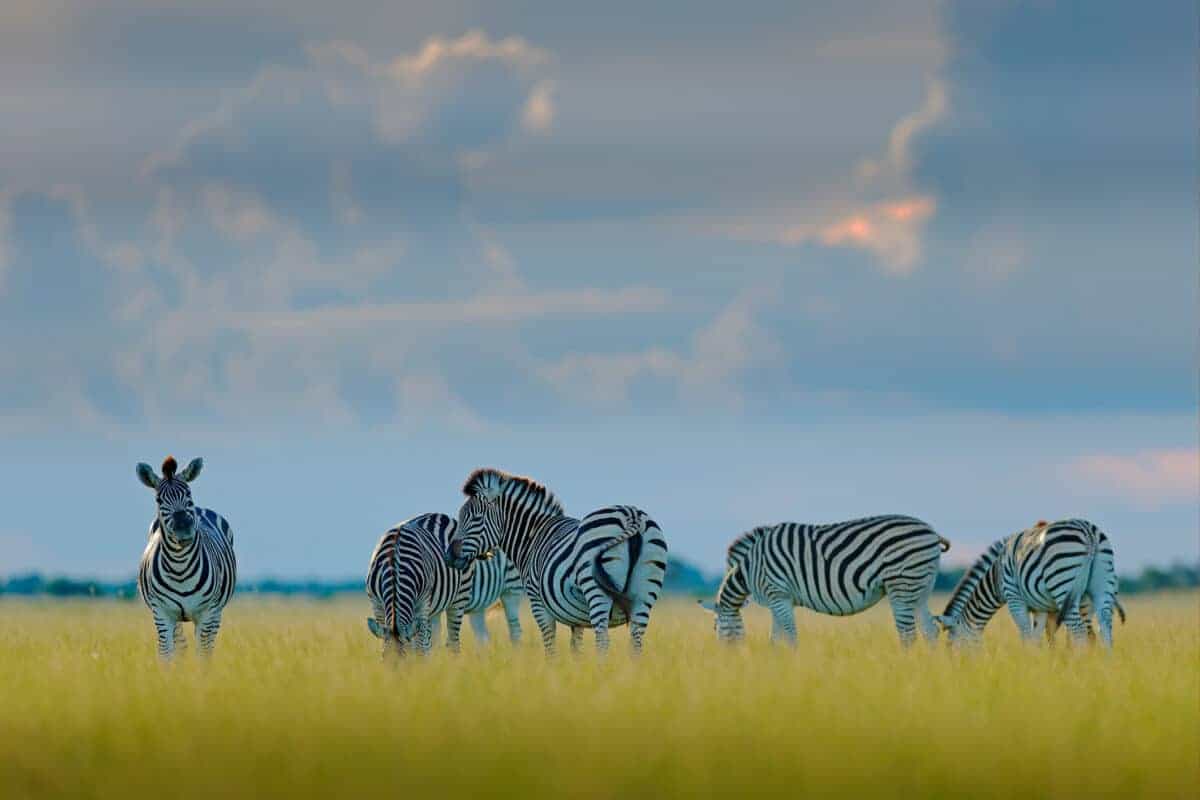 Is Botswana Safe for Tourists?