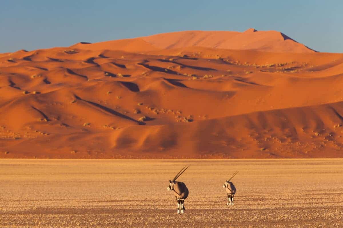A Journey of Discovery: Uncovering the Animals of Namibia – Discover Africa