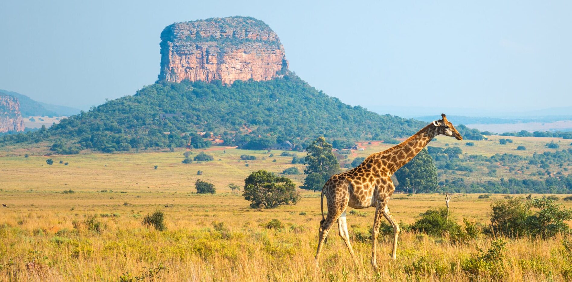 Devryn Panaino – Discover Africa