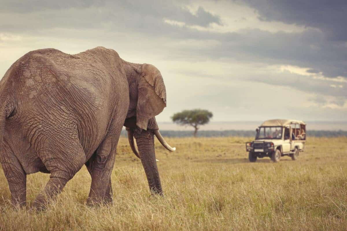 Africa Safaris: Tailor-Made Tours for Ultimate Adventures