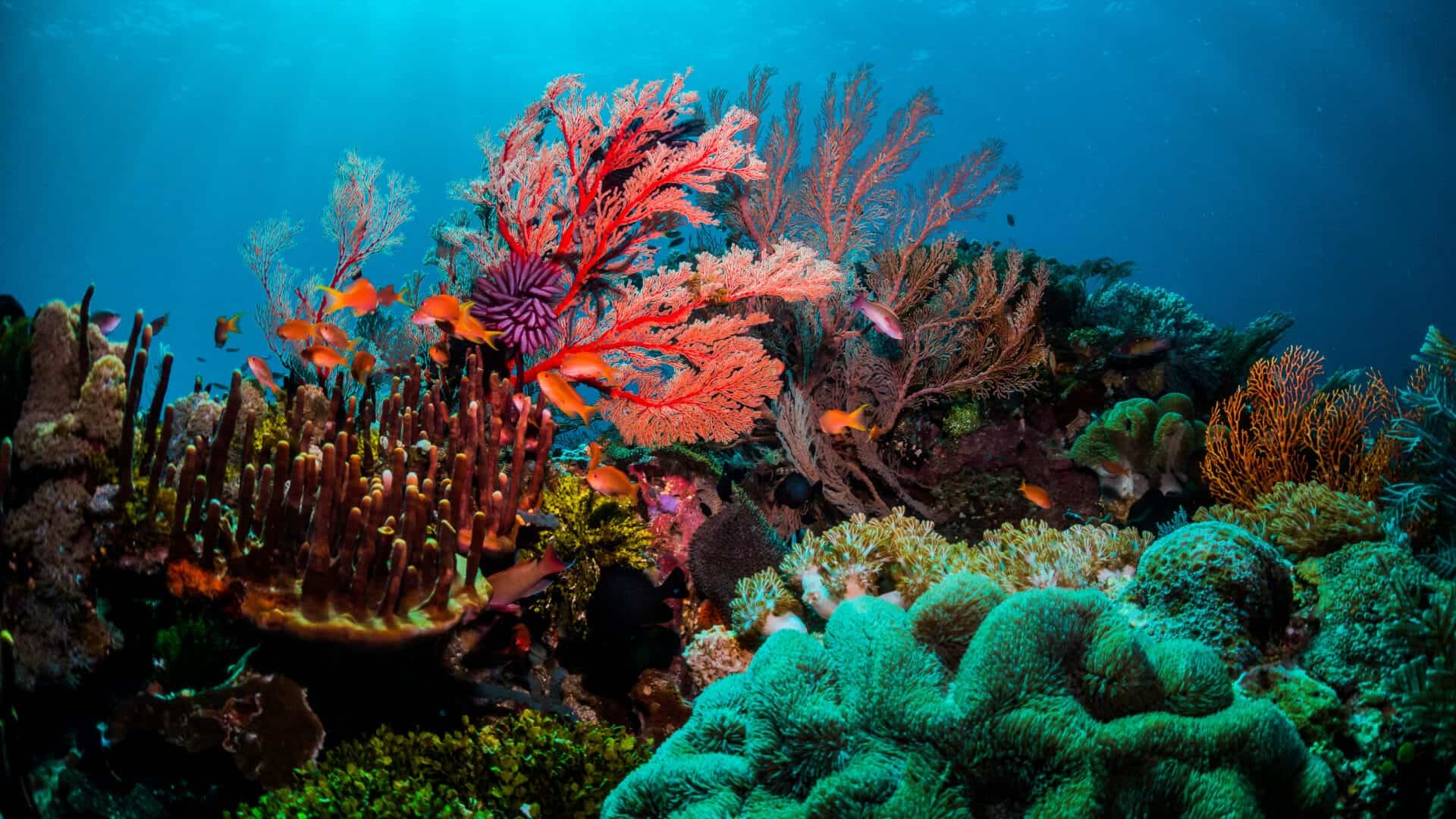 Dive into South Africa’s Top 5 Reefs – Discover Africa