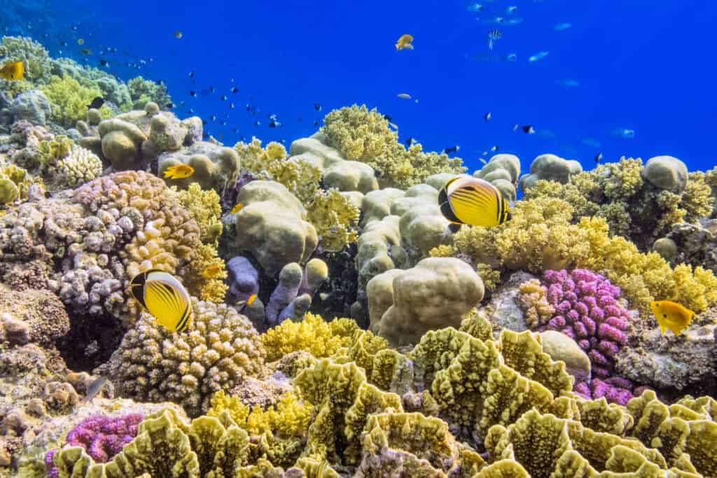 Dive into South Africa’s Top 5 Reefs – Discover Africa