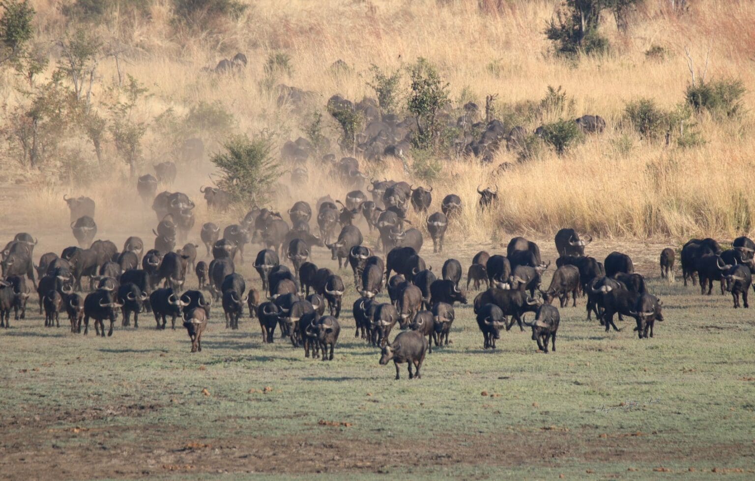 Where to Go in Hwange National Park – Discover Africa