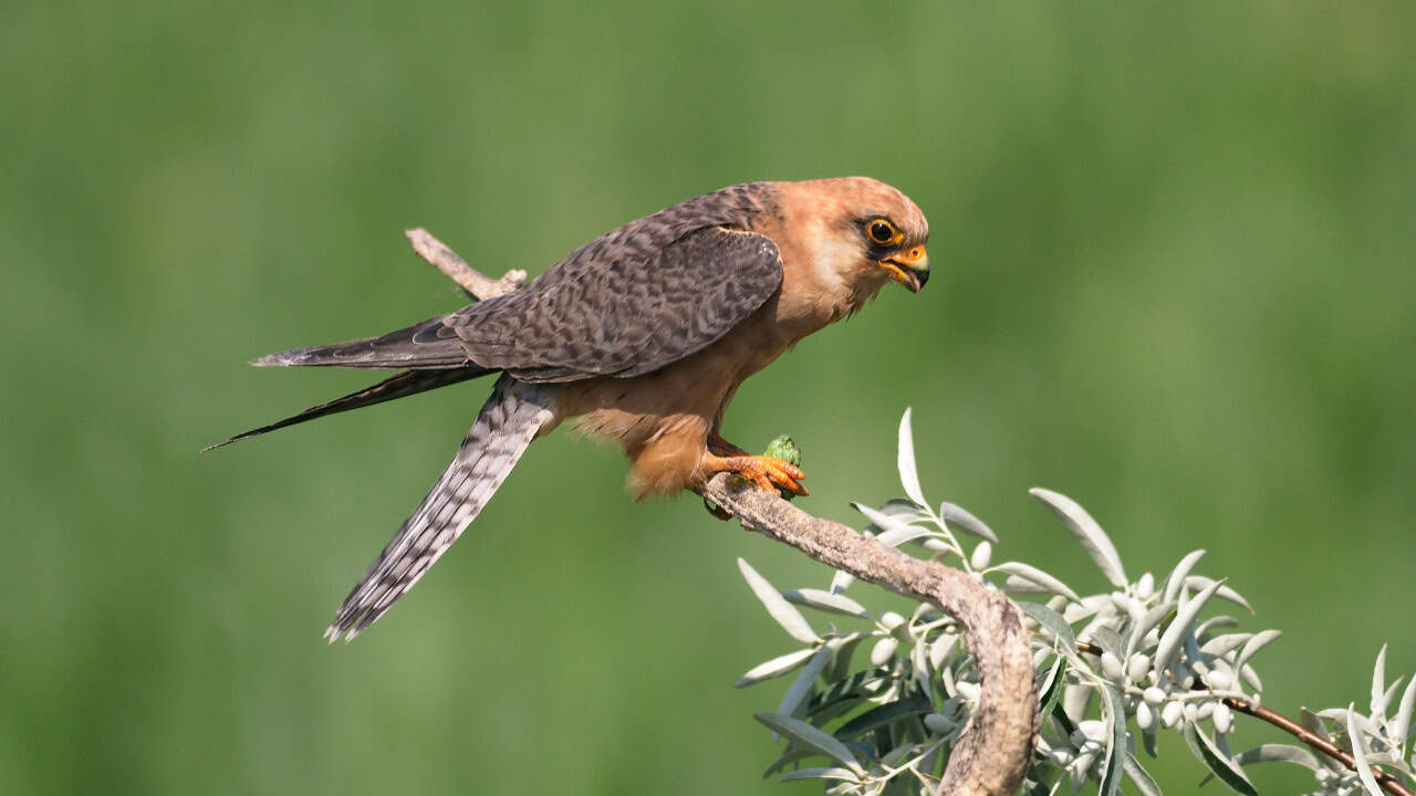 Discovering Botswana's Wildlife: 9 Animals You Can Find in This African ...