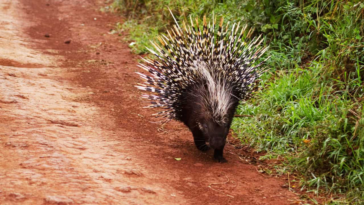 Discovering Botswana's Wildlife: 9 Animals You Can Find in This African ...