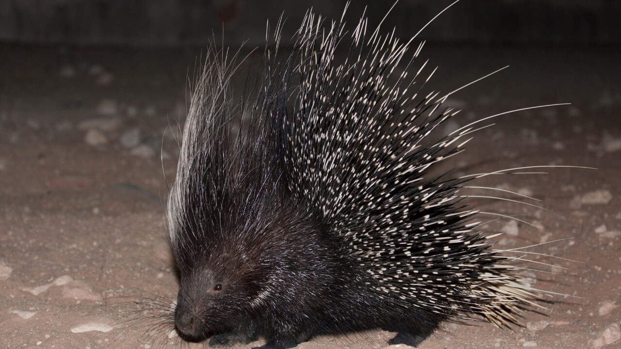 Discovering Botswana's Wildlife: 9 Animals You Can Find in This African ...
