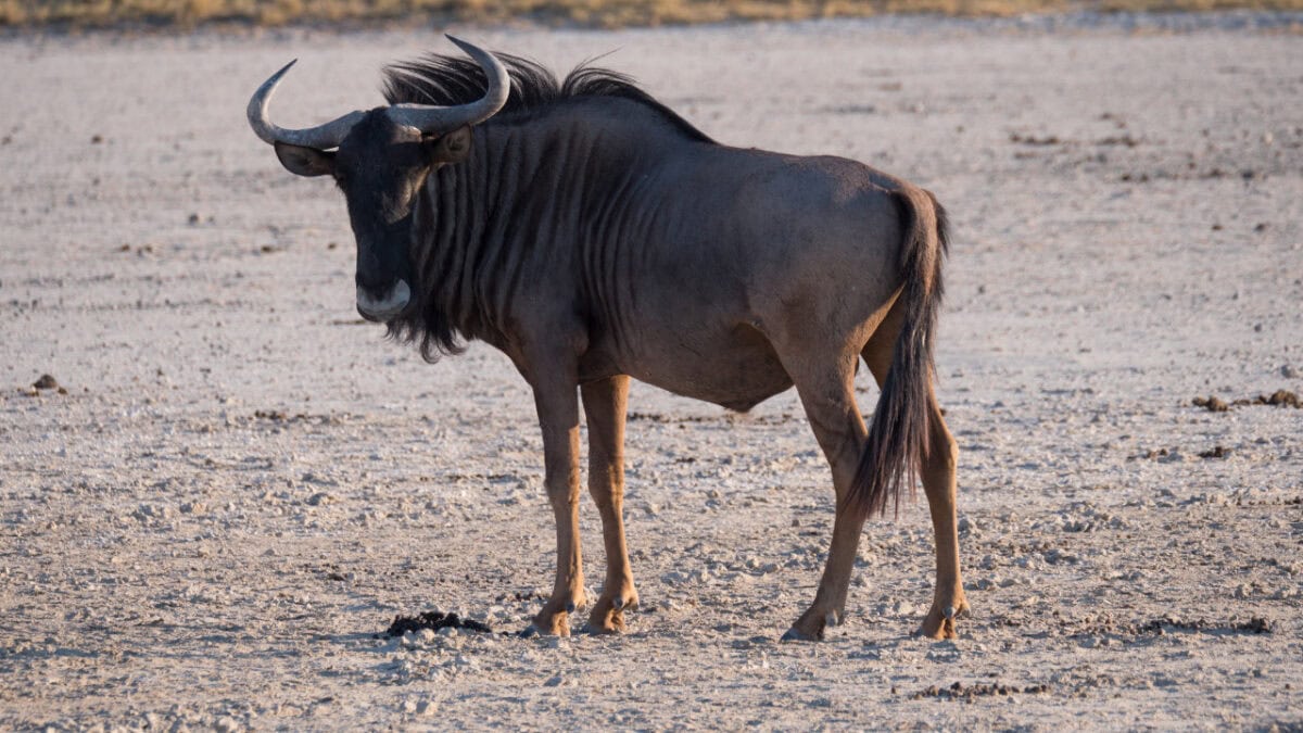 The 11 Most Likely Animals You’ll See in Botswana – Discover Africa