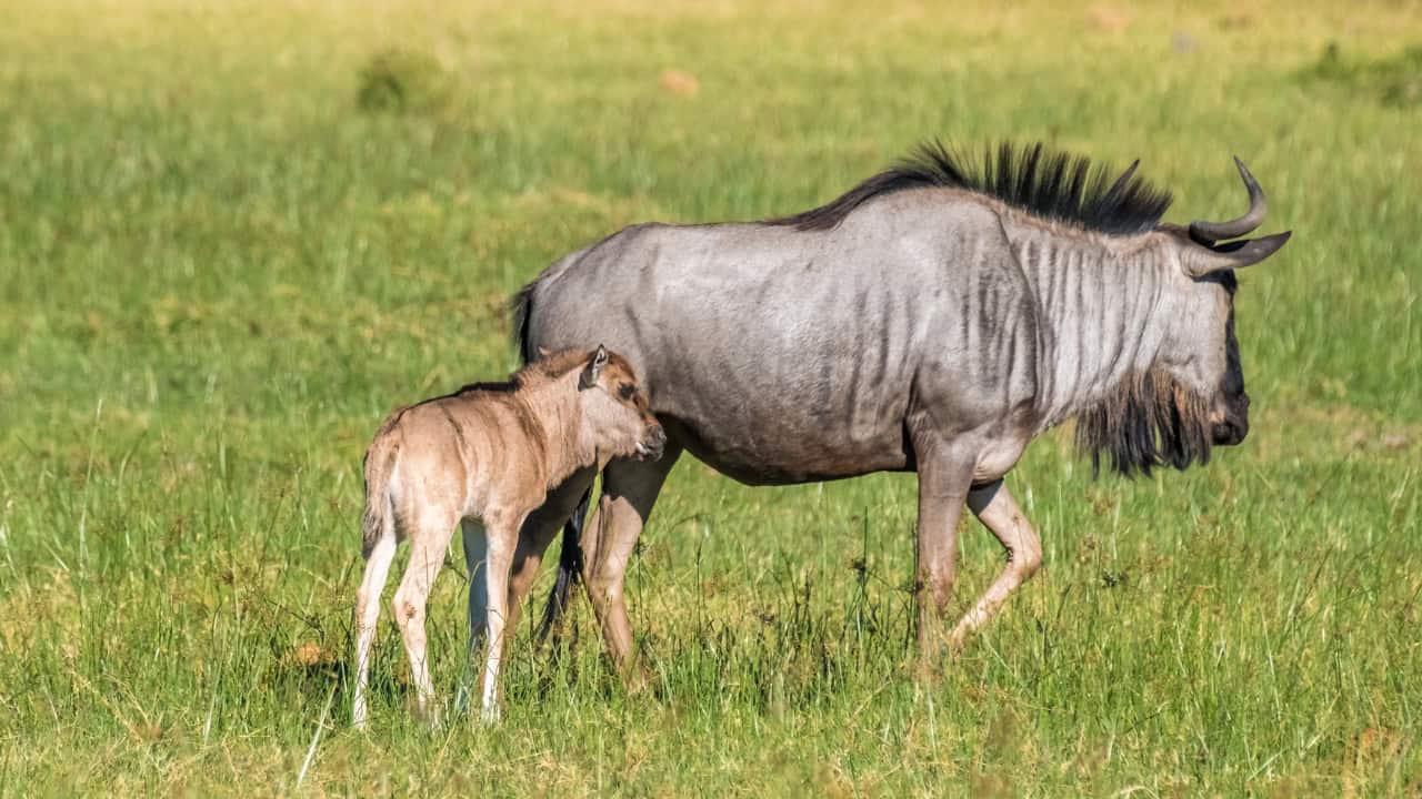 The 11 Most Likely Animals You’ll See in Botswana – Discover Africa