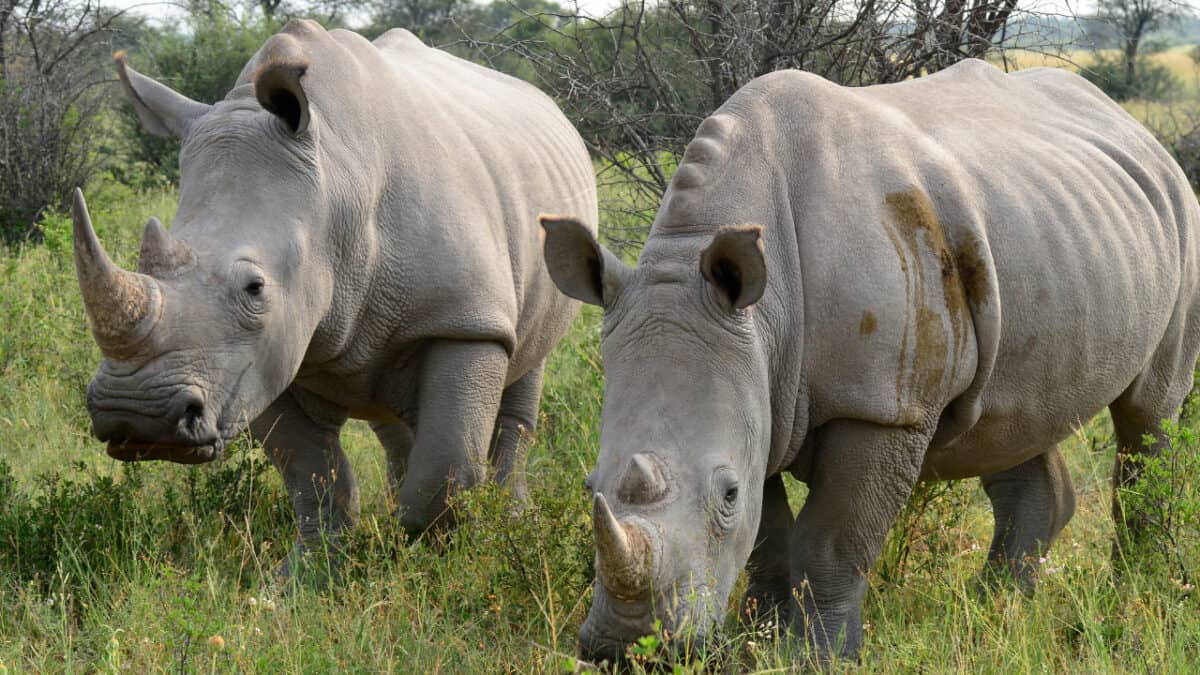 The 11 Most Likely Animals You’ll See in Botswana – Discover Africa