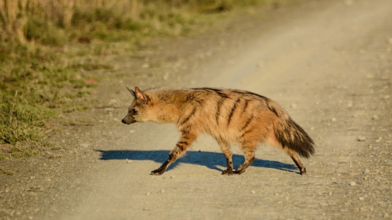 Discovering Namibia's Unique Wildlife: Animals You’re Likely to See in ...