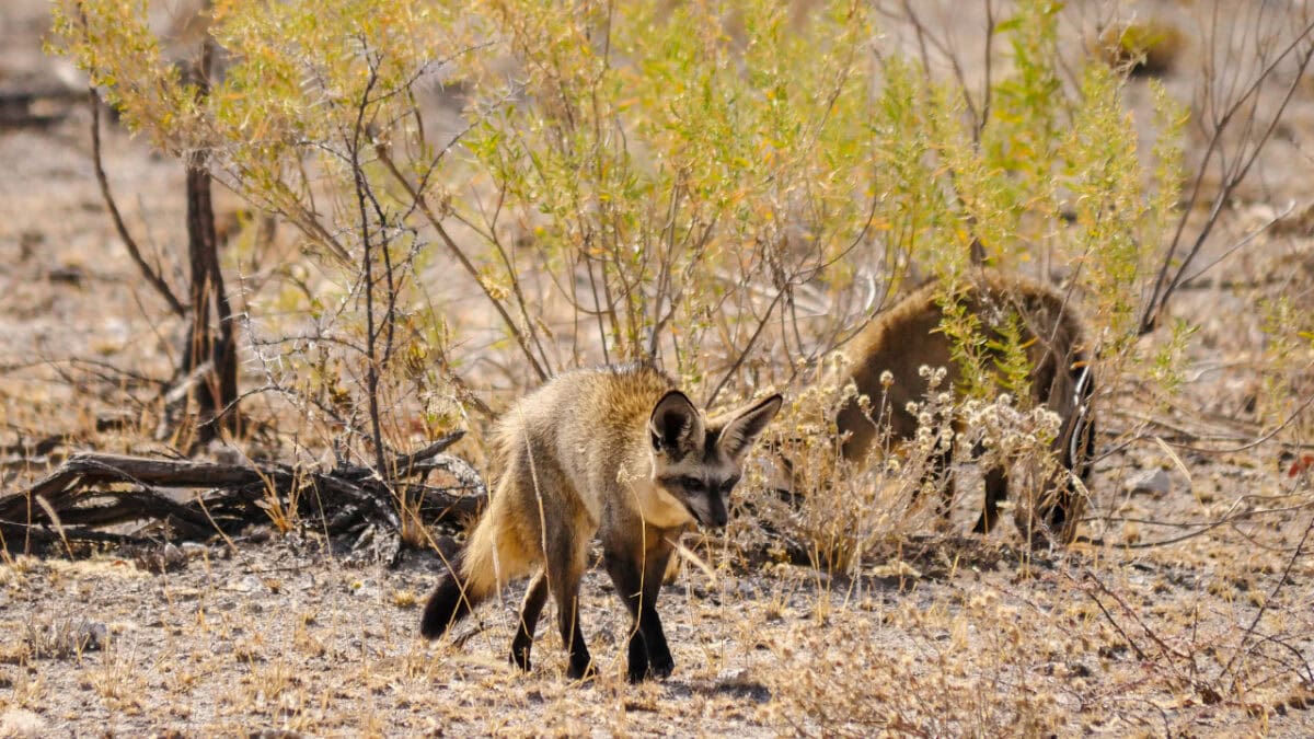 Discovering Namibia's Unique Wildlife: Animals You’re Likely to See in ...