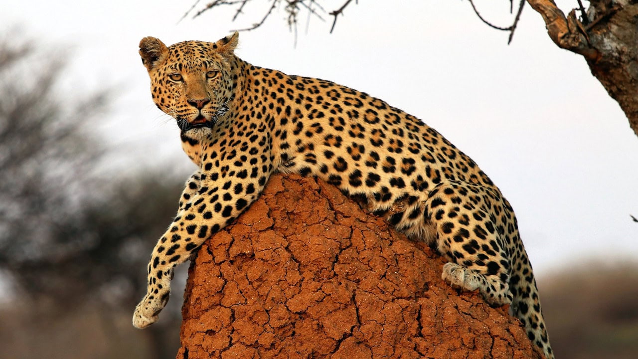 Discovering Namibia's Unique Wildlife: Animals You’re Likely to See in ...