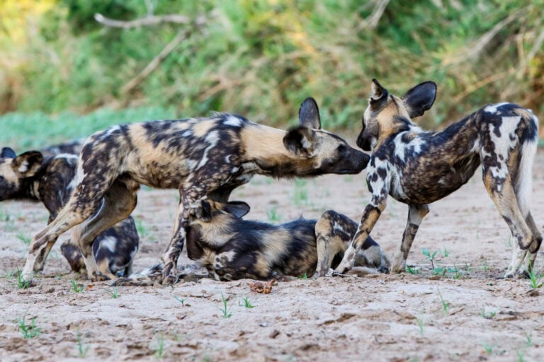 African Wild Dogs – Discover Africa