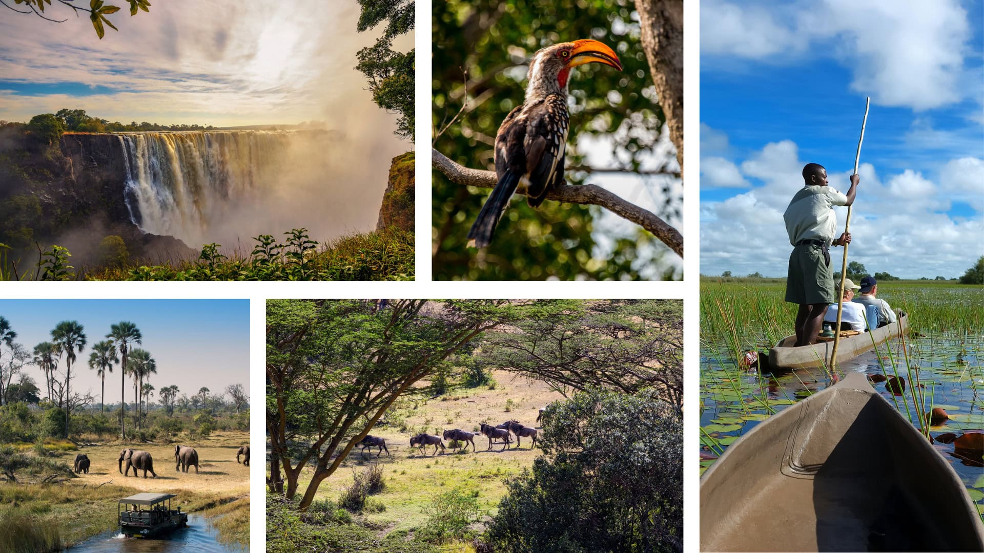 Best Time to Go on an African Safari (Month-by-Month) – Discover Africa