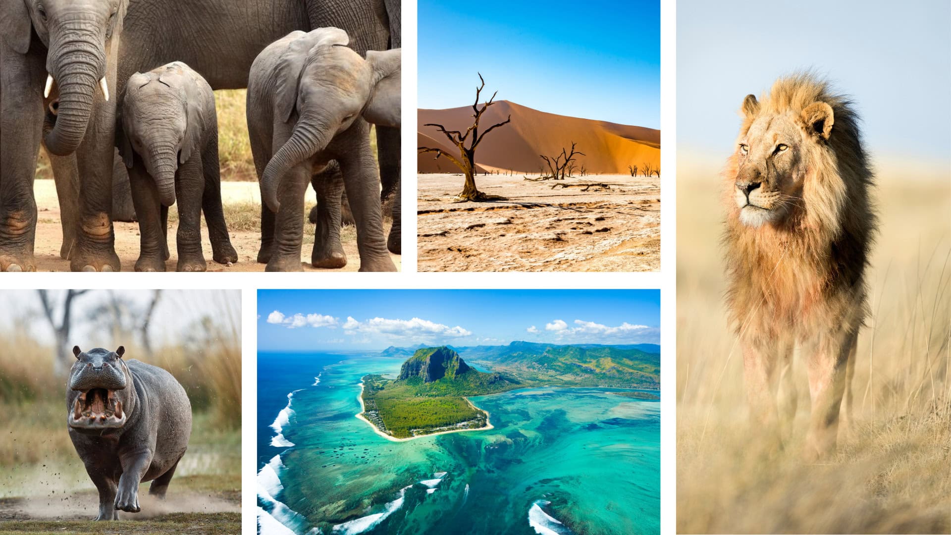 Best Time to Go on an African Safari (Month-by-Month) – Discover Africa