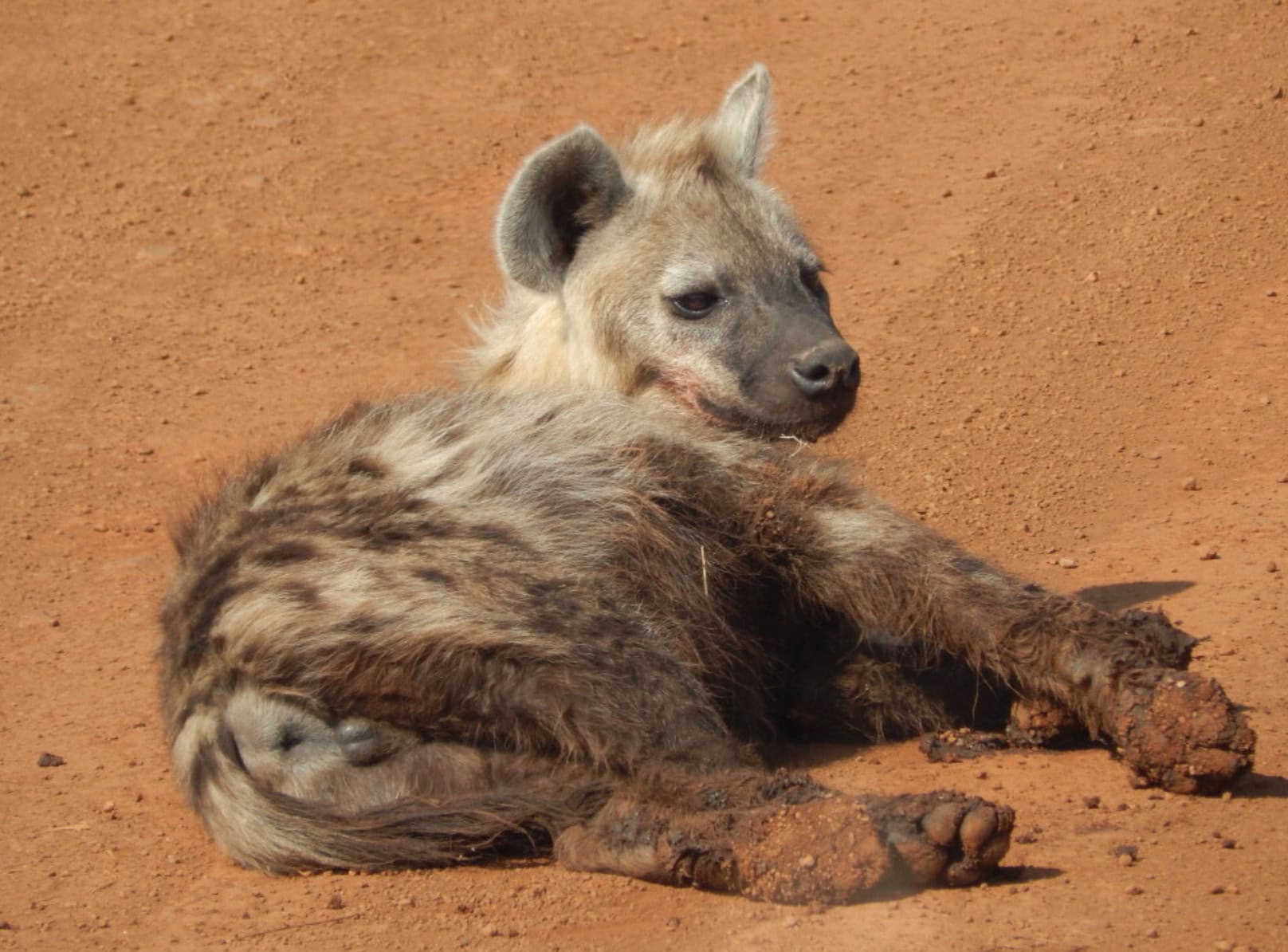 10 Day Masai Mara & Beach Safari – Discover Africa