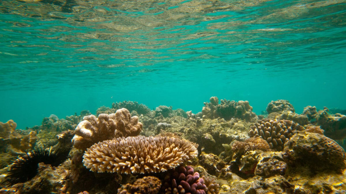 All You Need to Know About the Colorful Coral Reefs of East Africa ...