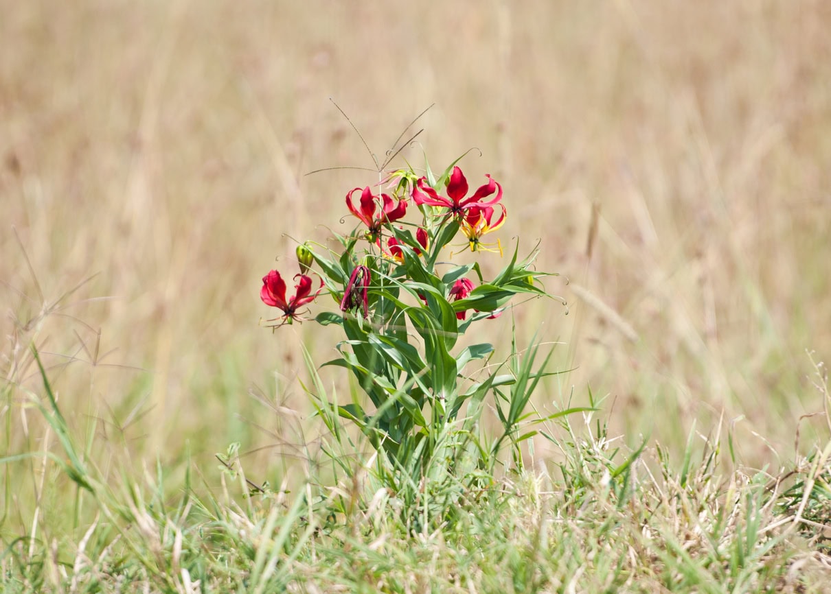 5 of the most unique plants in Kenya – Discover Africa