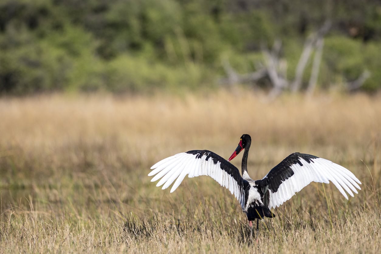 10 Must-See Birds on a Safari in Kenya – Discover Africa