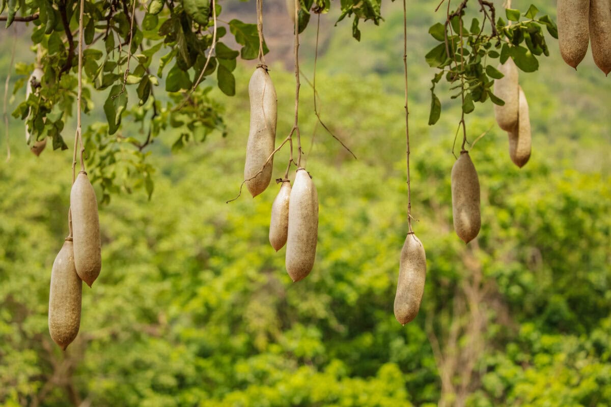 5 of the most unique plants in Kenya – Discover Africa