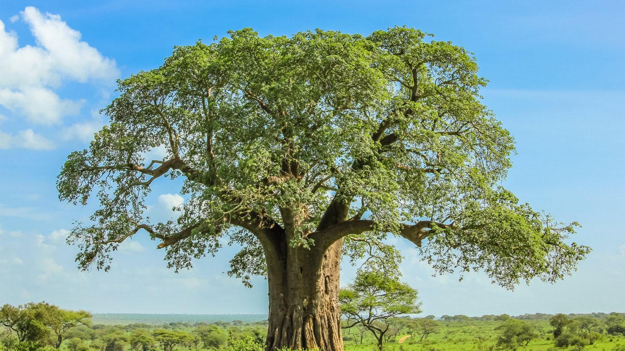 5 of the Most Unique Plants in Tanzania – Discover Africa