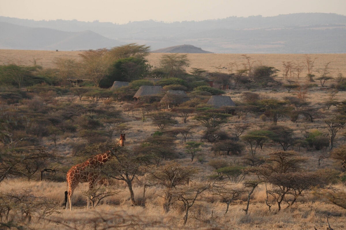 Elewana Lewa Safari Camp – Discover Africa