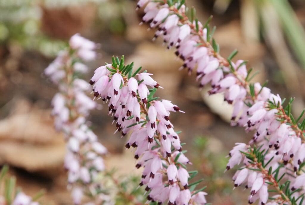 5 Of the Most Unique Plants In South Africa – Discover Africa