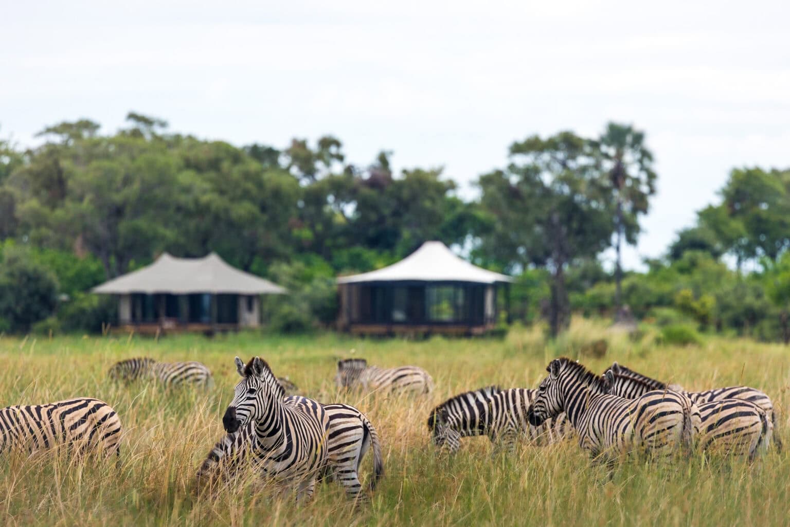Your Ultimate Guide to the Okavango Delta, Botswana