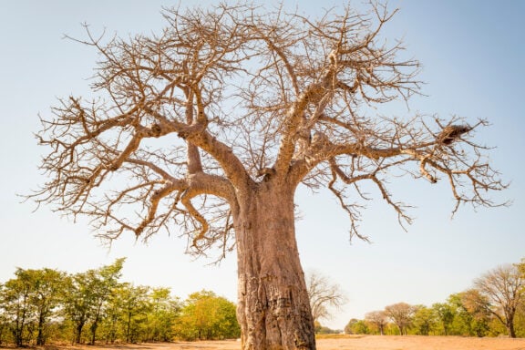 5 of the Most Interesting Plants in Botswana