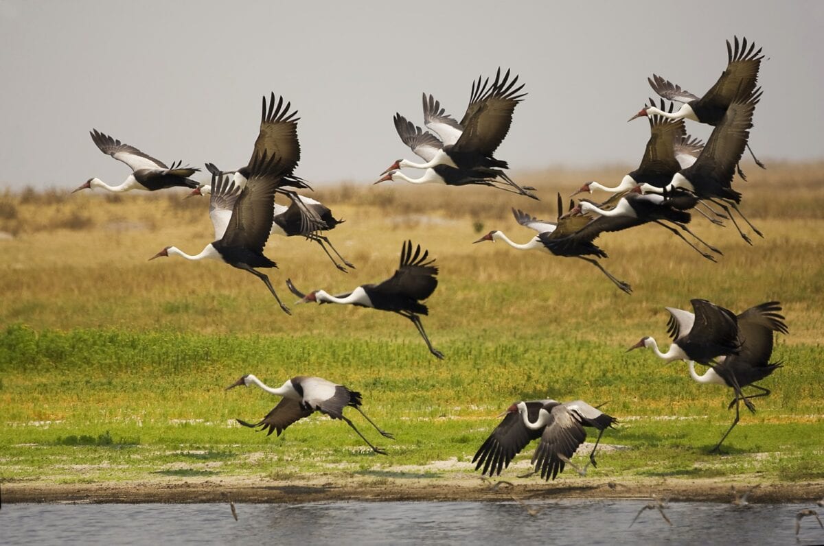 10 Birds to Spot on a Safari in Zambia