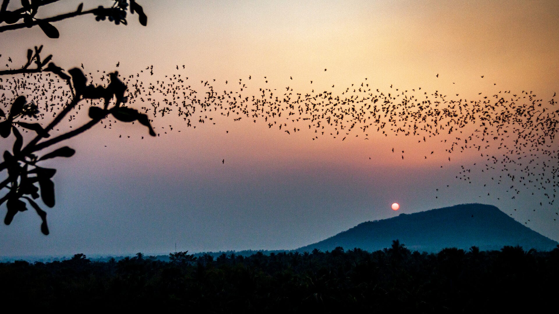 5 Facts About the Fascinating Kasanka Bat Migration – Discover Africa