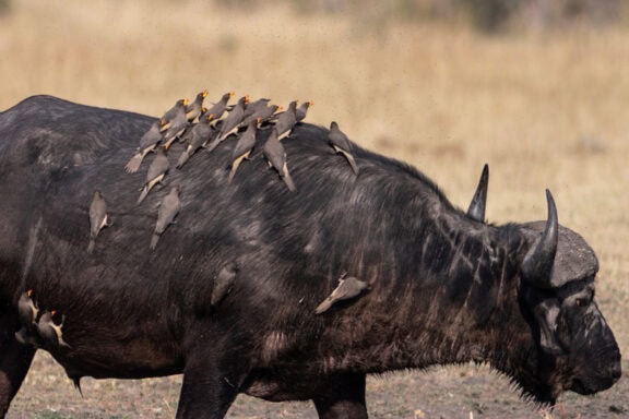 Oxpeckers and Cape Buffaloes: The World's Cutest Wildlife Pair